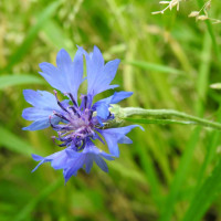 Centaurea cyanus - Asteraceae