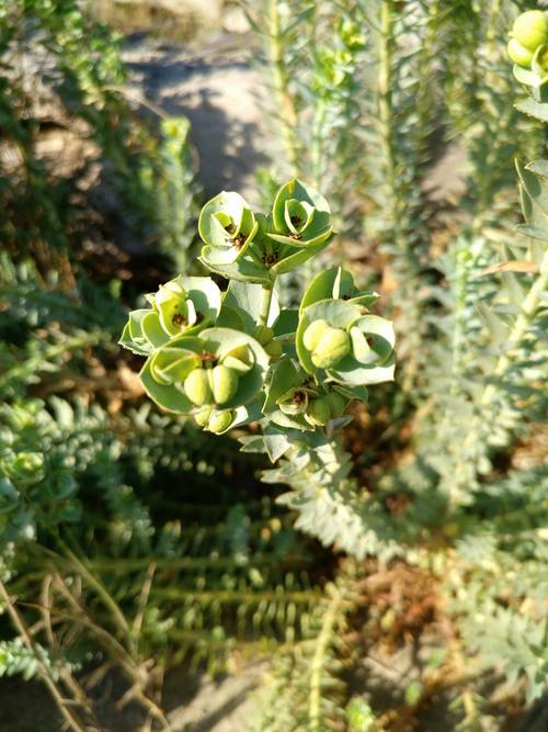 Euphorbia paralias