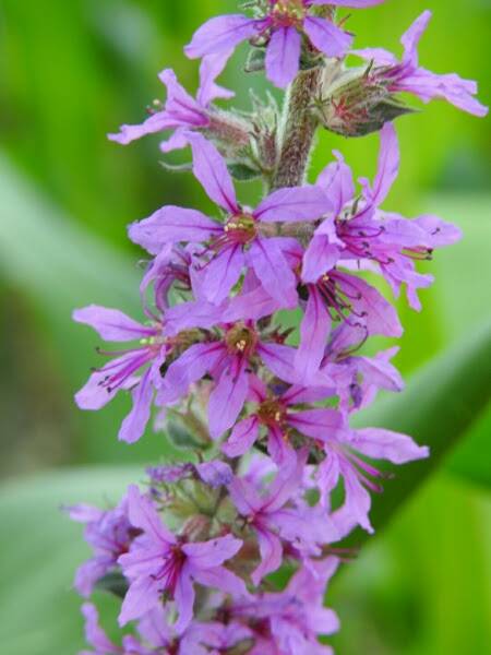 Famiglia delle Lythraceae