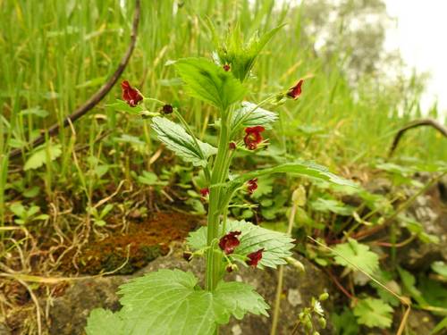 Scrophularia peregrina