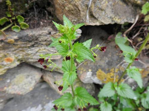 Scrophularia peregrina