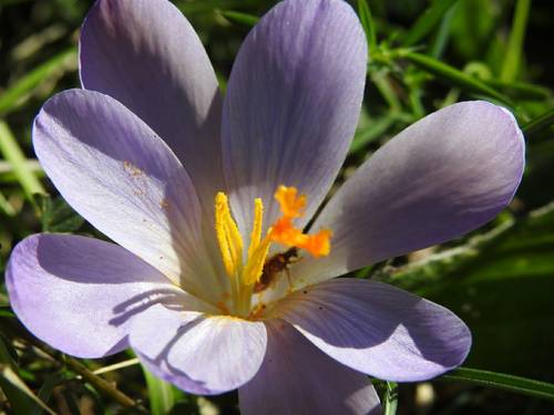 Crocus biflorus